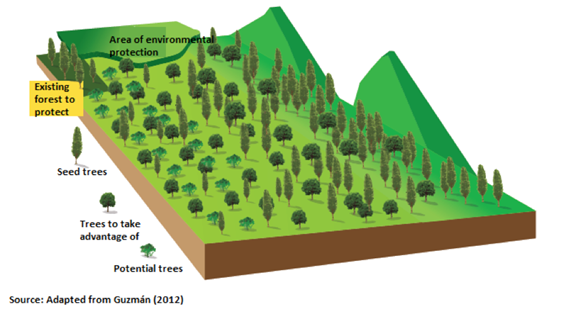 10 ways to properly restore forests – Idol Man